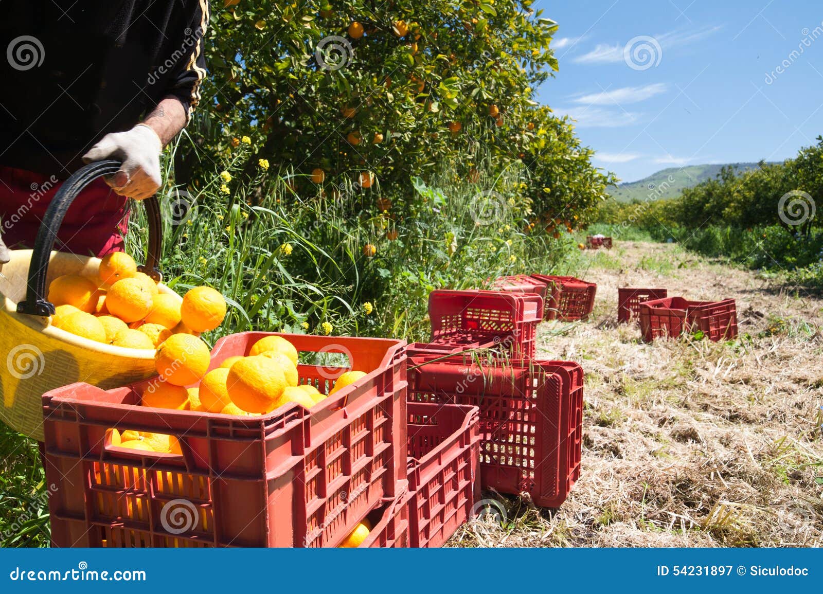 Harvest time stock image. Image of outdoor, agriculture - 54231897
