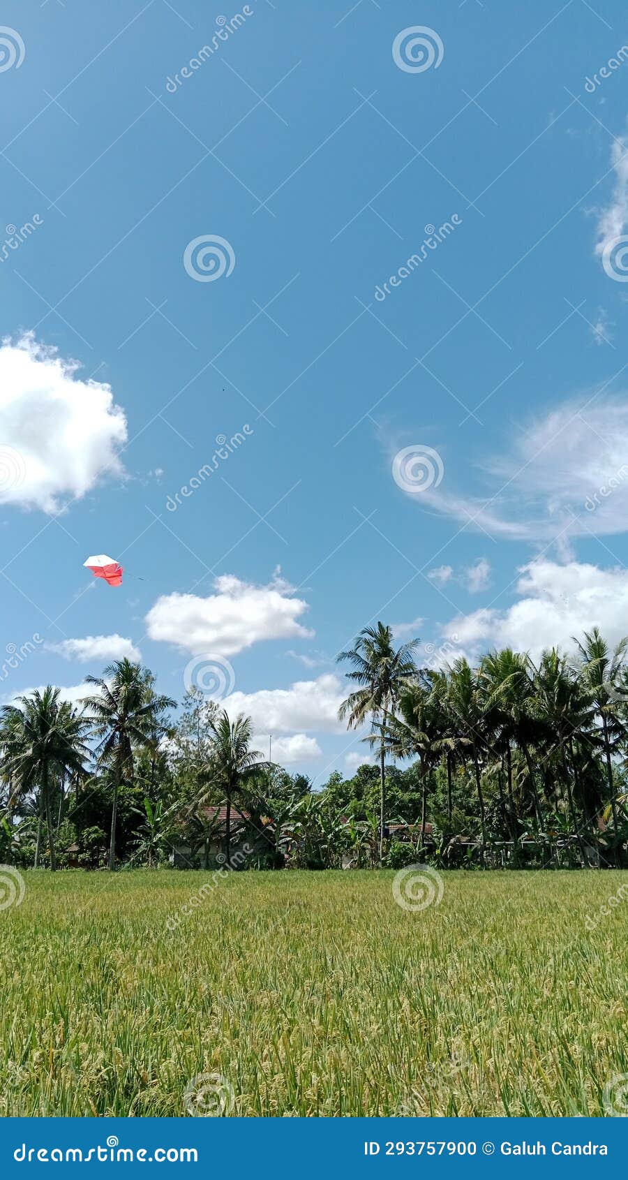 Harvest Time of Rice Plant for the Farmer Stock Photo - Image of rice ...