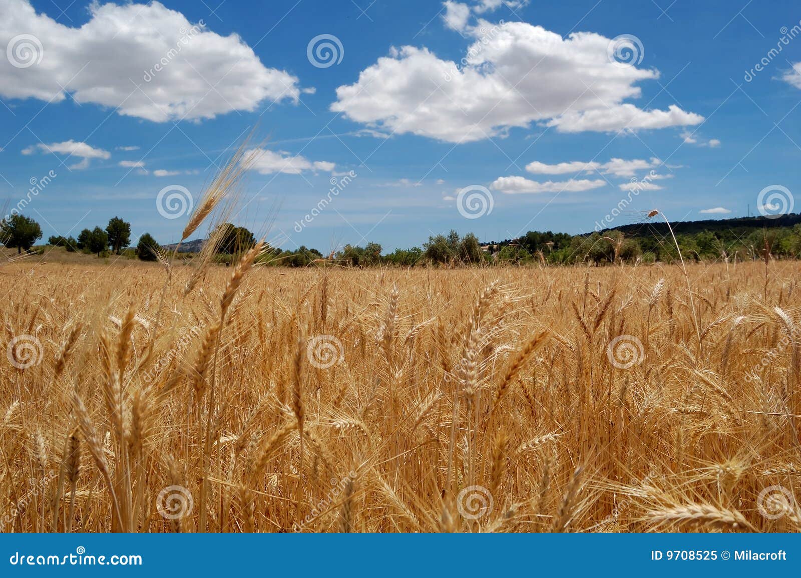 Harvest Time - Ripe Wheat Field Stock Image - Image of agriculture ...
