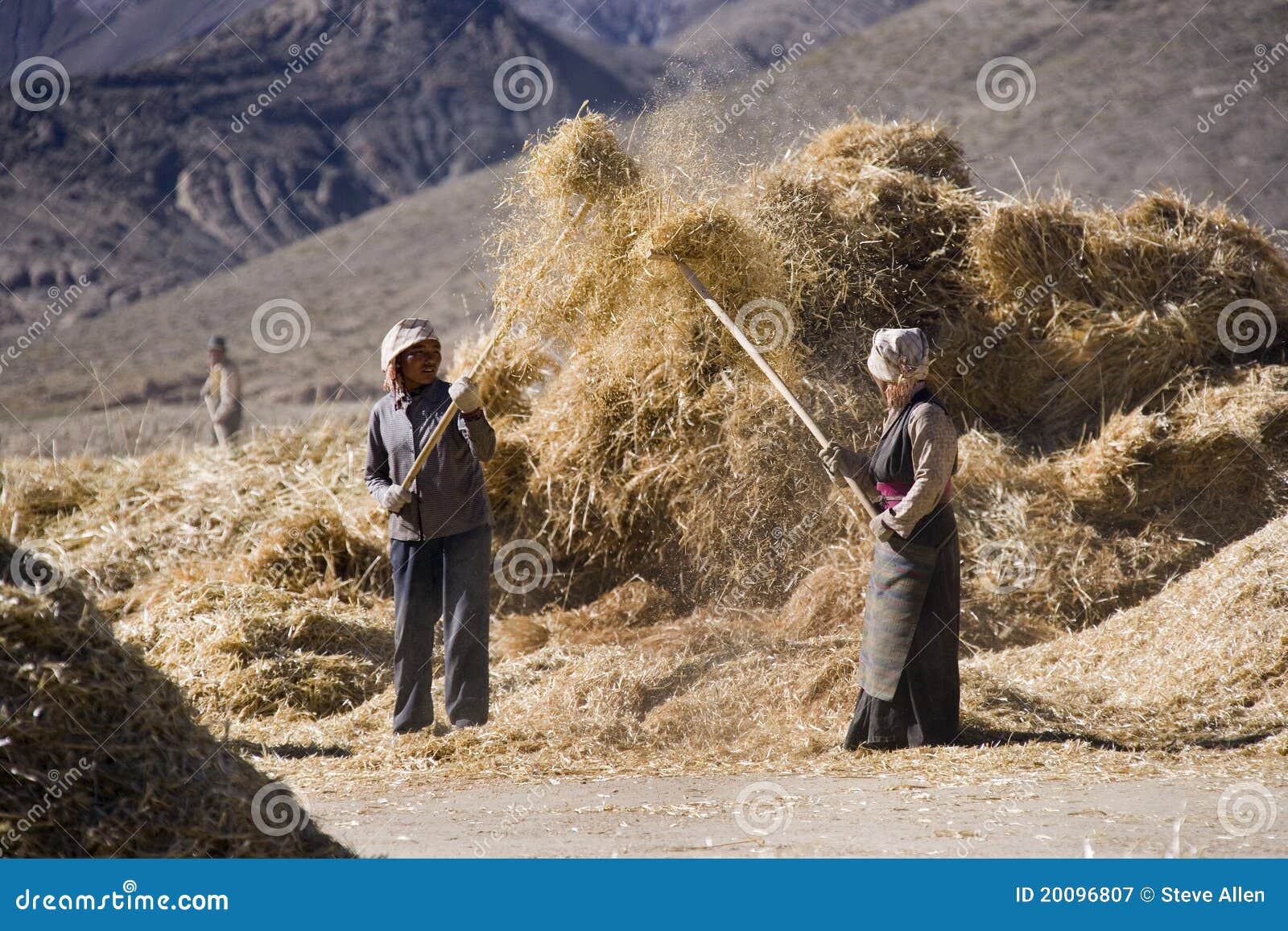 Harvest Time - Tibet editorial photography. Image of tibet - 20096807