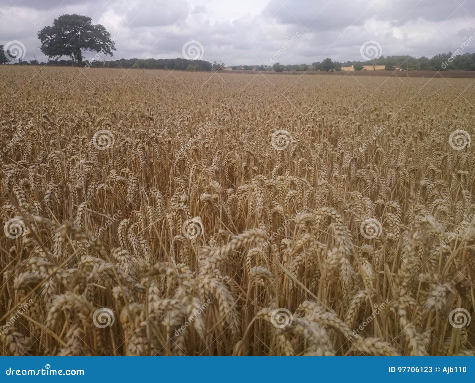 Harvest time stock image. Image of harvest, ripe, time - 97706123