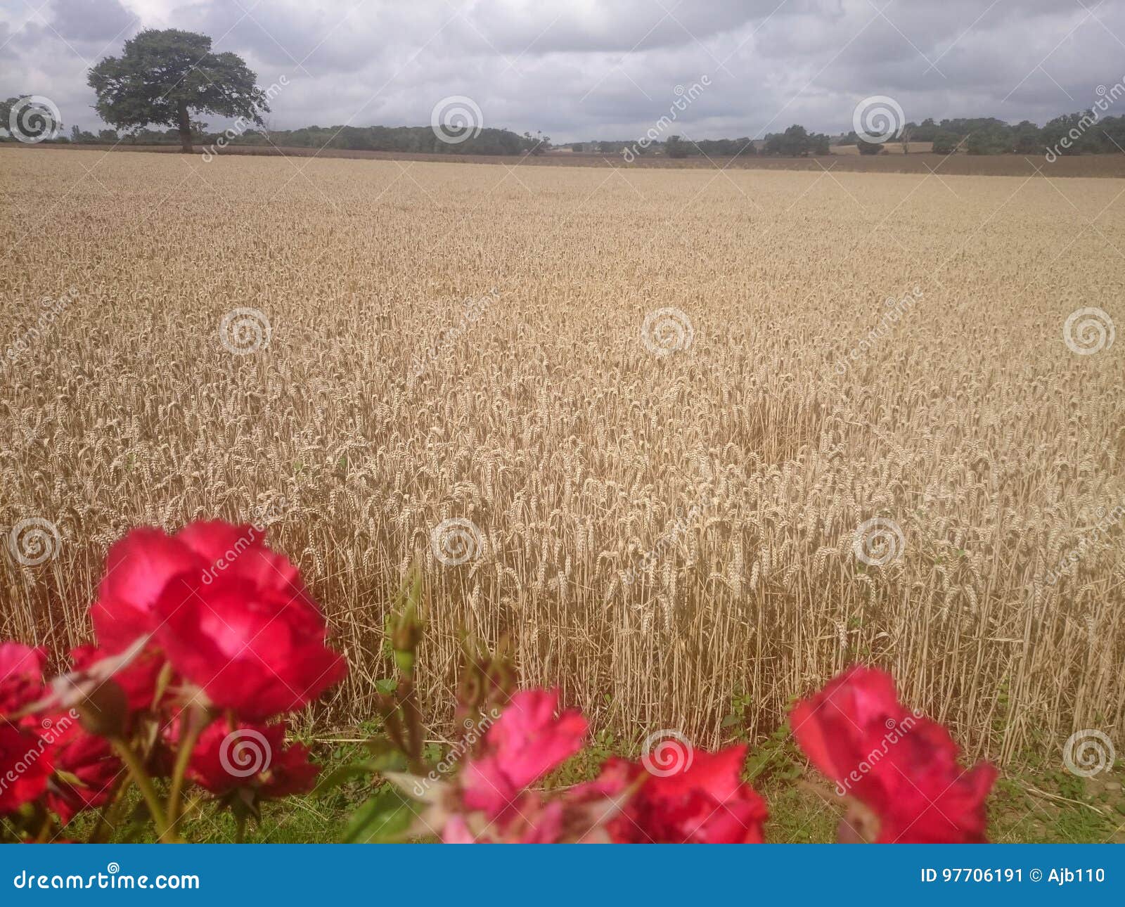 Harvest time stock image. Image of agriculture, commodity - 97706191