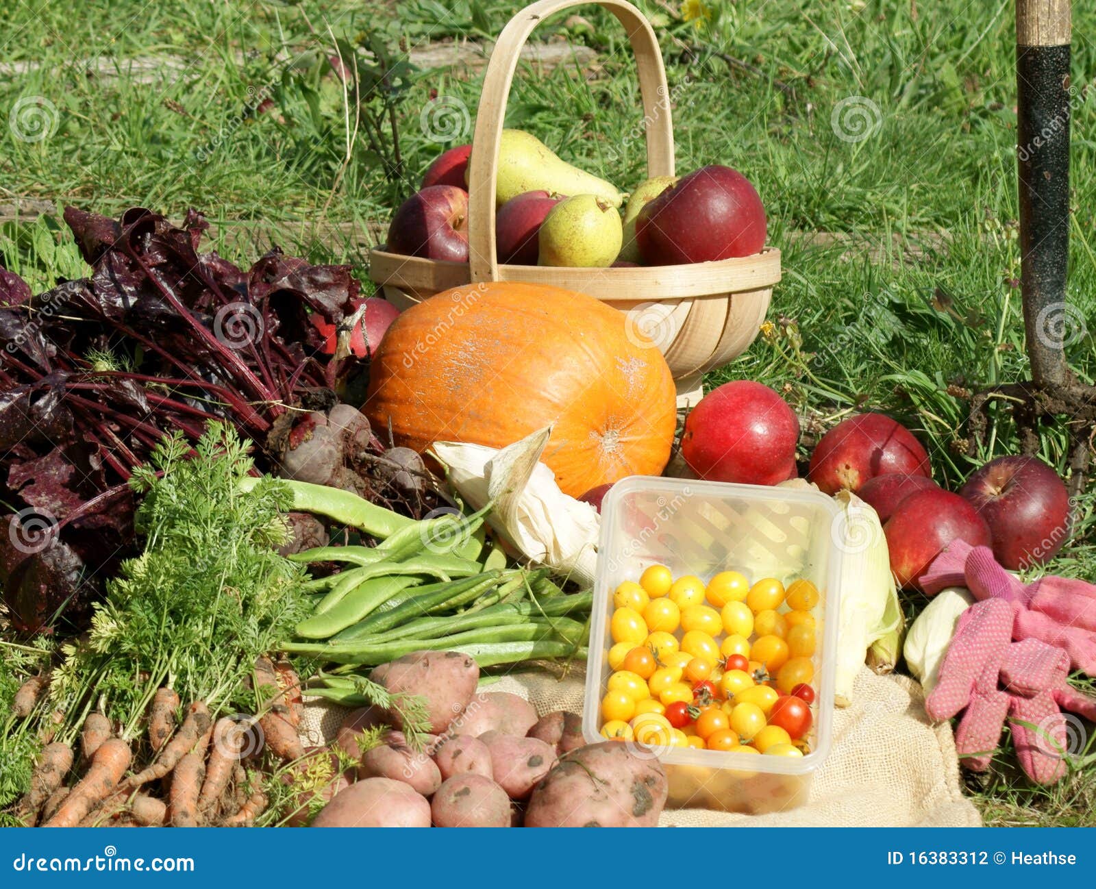 Harvest of vegetables stock photo. Image of corn, beetroot - 16383312