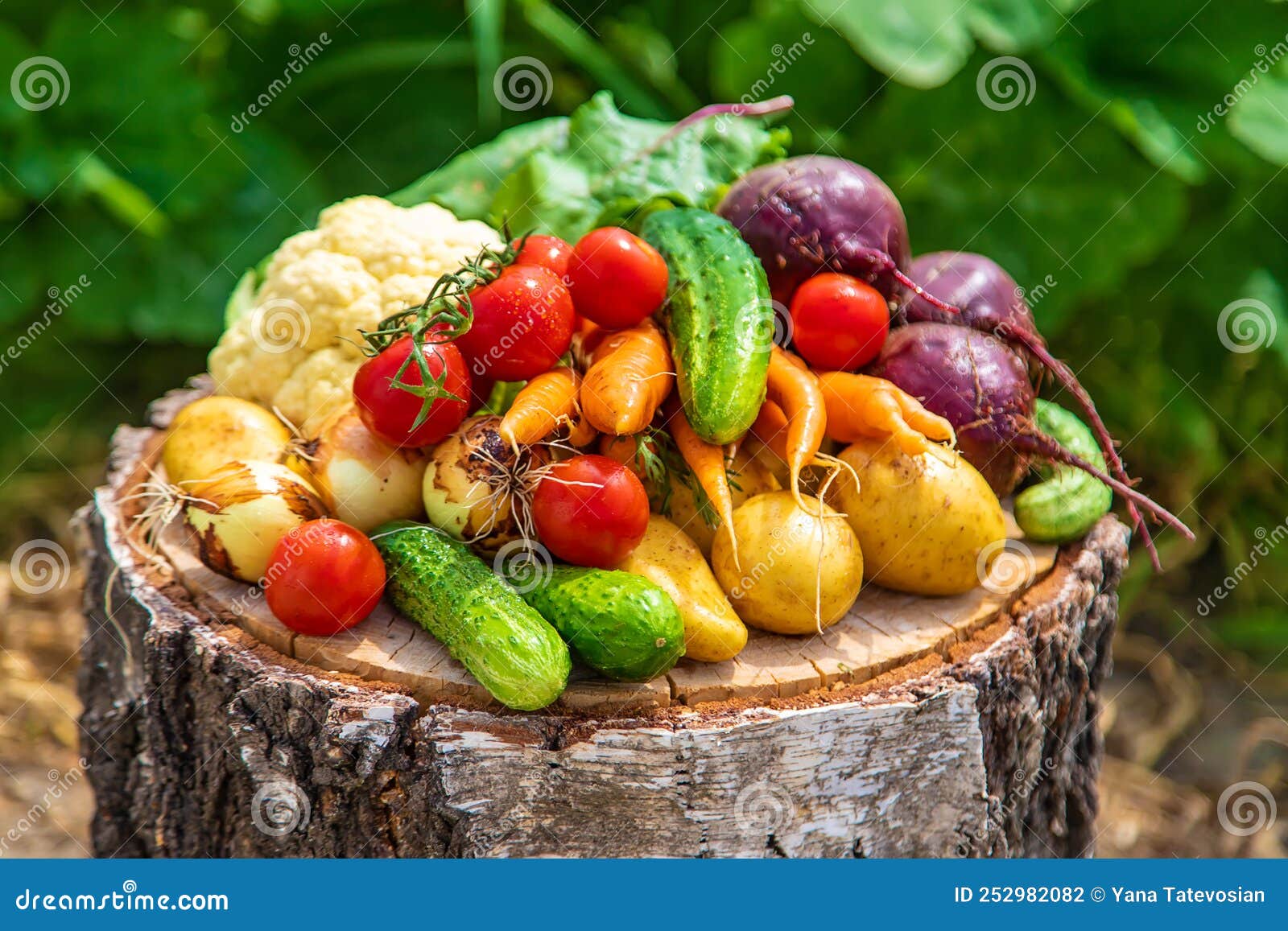 Harvest Vegetables in the Garden. Selective Focus Stock Photo - Image ...