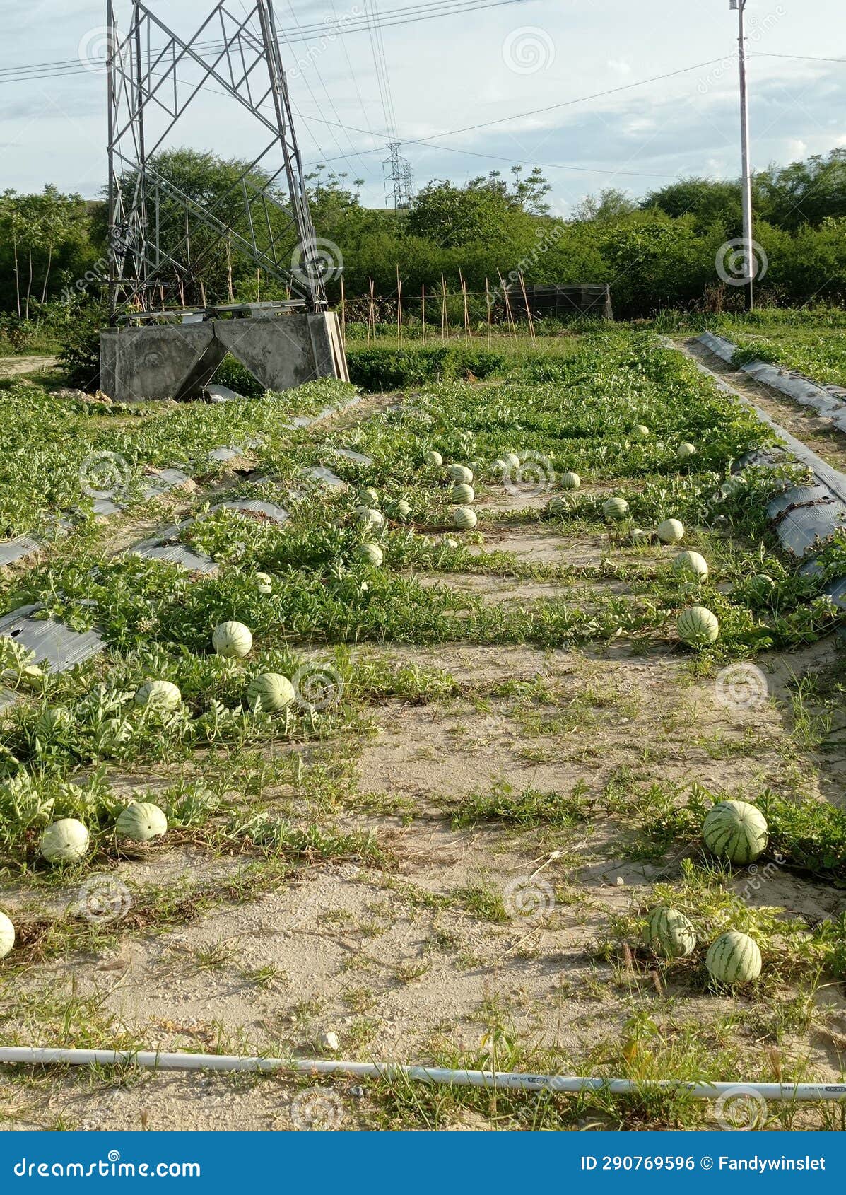 Harvest Watermelon in the Back Garden Stock Photo - Image of watermelon ...