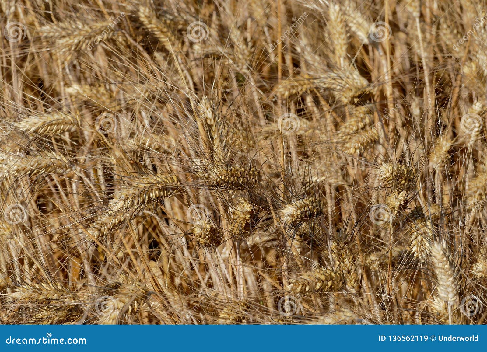 Harvest of Wheat Texture of Wheat Stock Illustration - Illustration of ...
