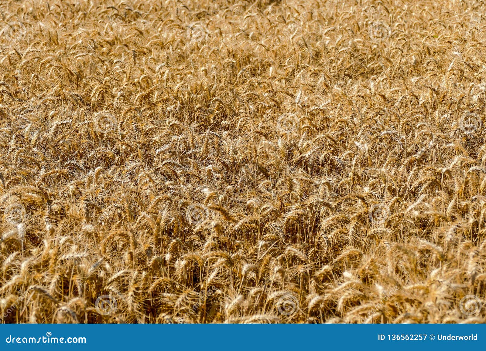 Harvest of Wheat Texture of Wheat Stock Image - Image of plant ...