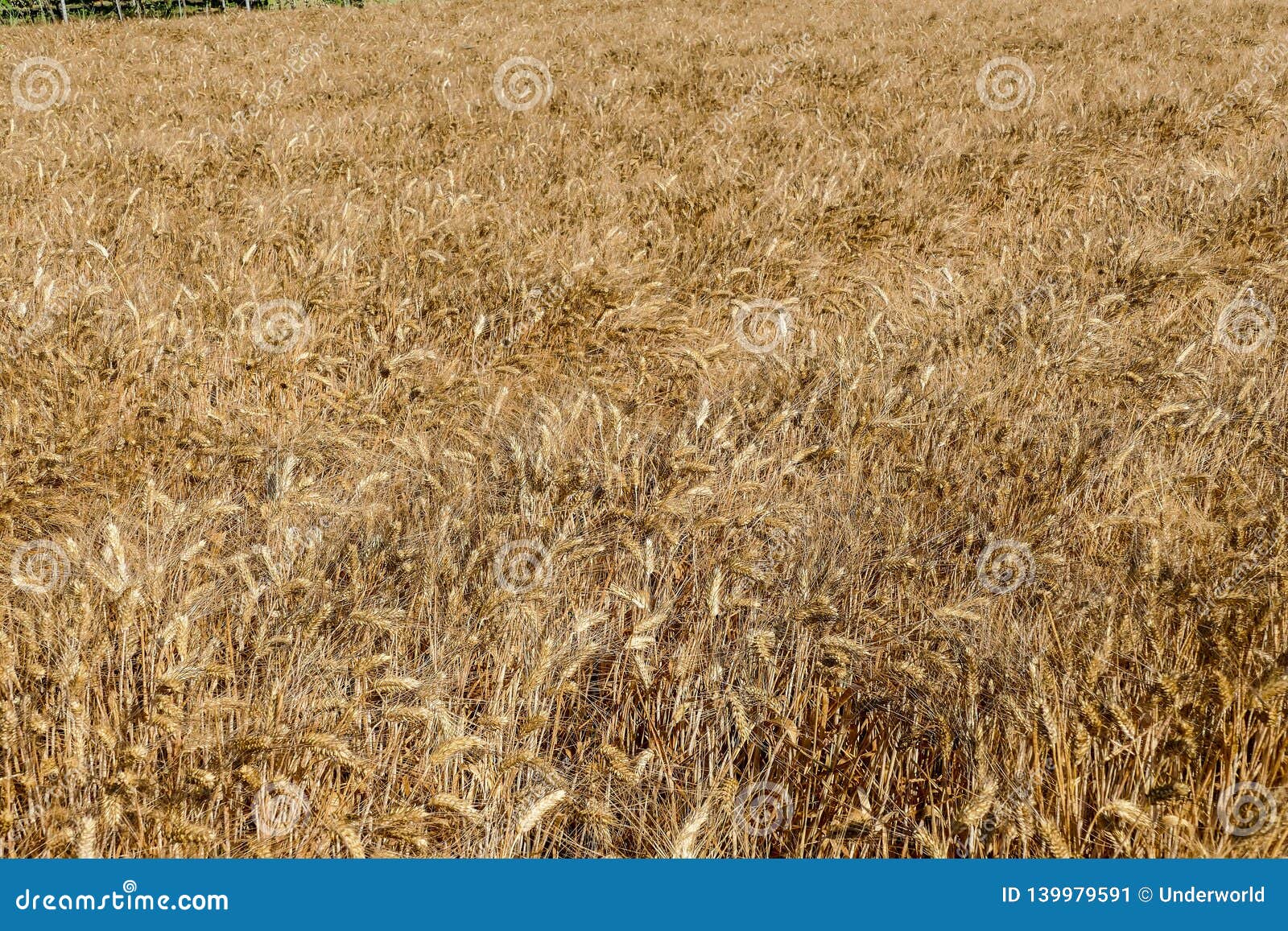 Harvest of Wheat Texture of Wheat Stock Image - Image of farming, plant ...
