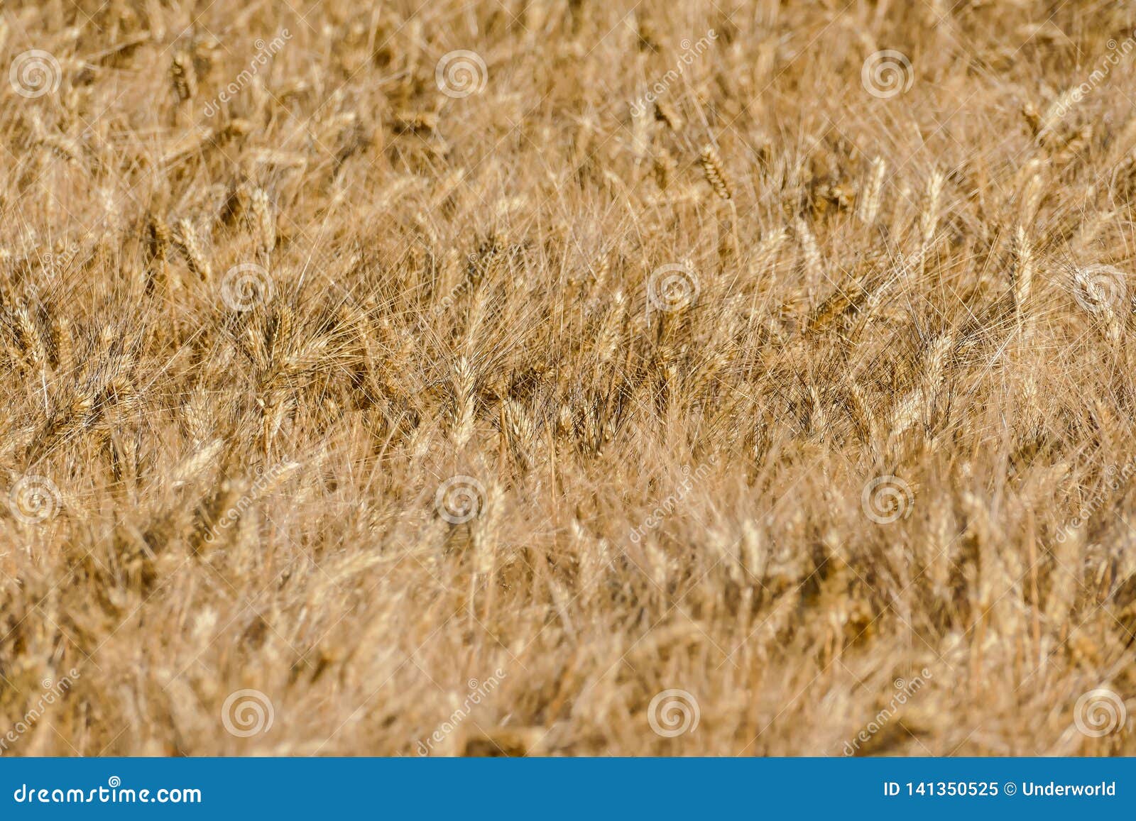 Harvest of Wheat Texture of Wheat Stock Image - Image of farm, rural ...