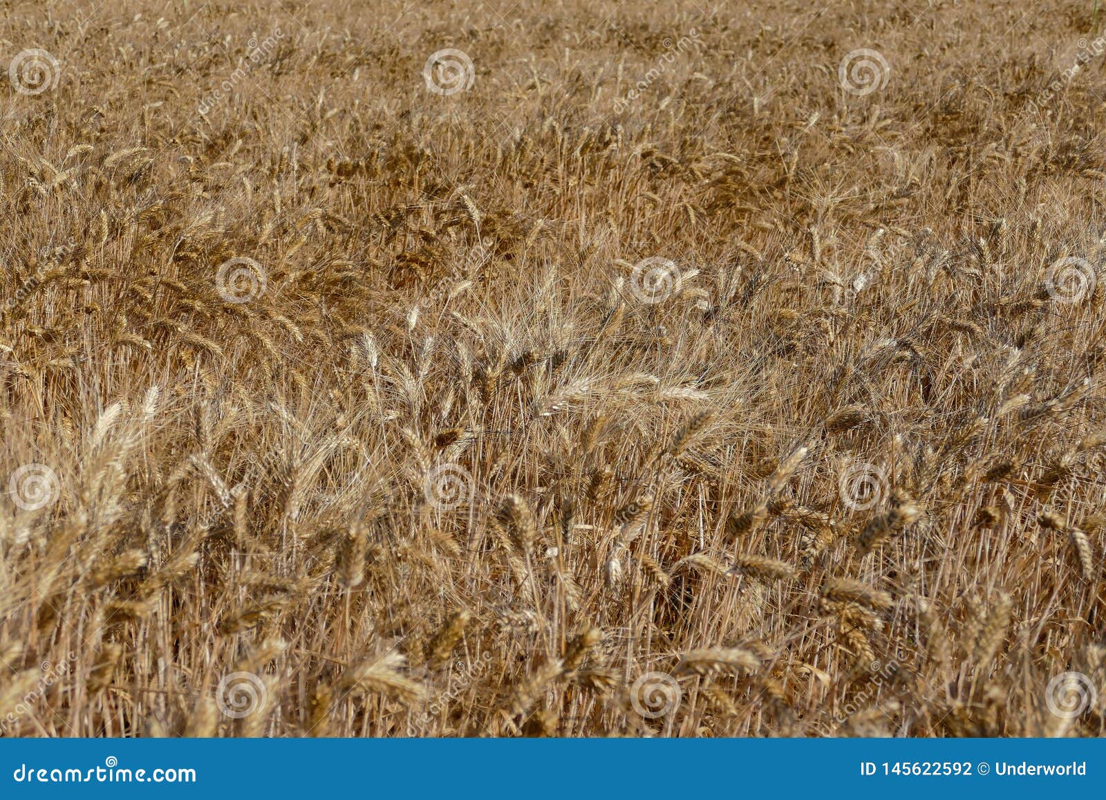 Harvest of Wheat Texture of Wheat Stock Photo - Image of agricultural ...