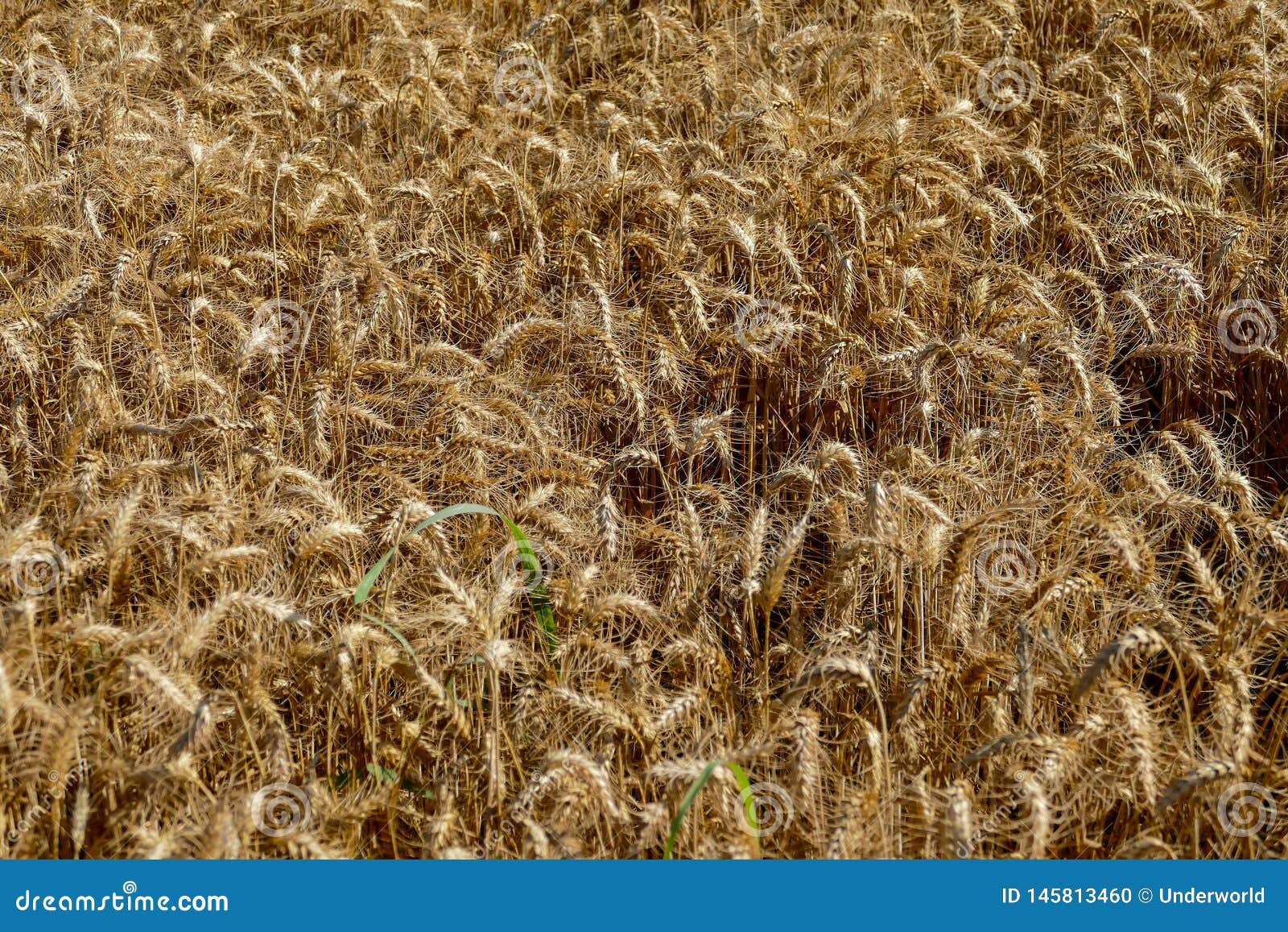 Harvest of Wheat Texture of Wheat Stock Photo - Image of gold ...