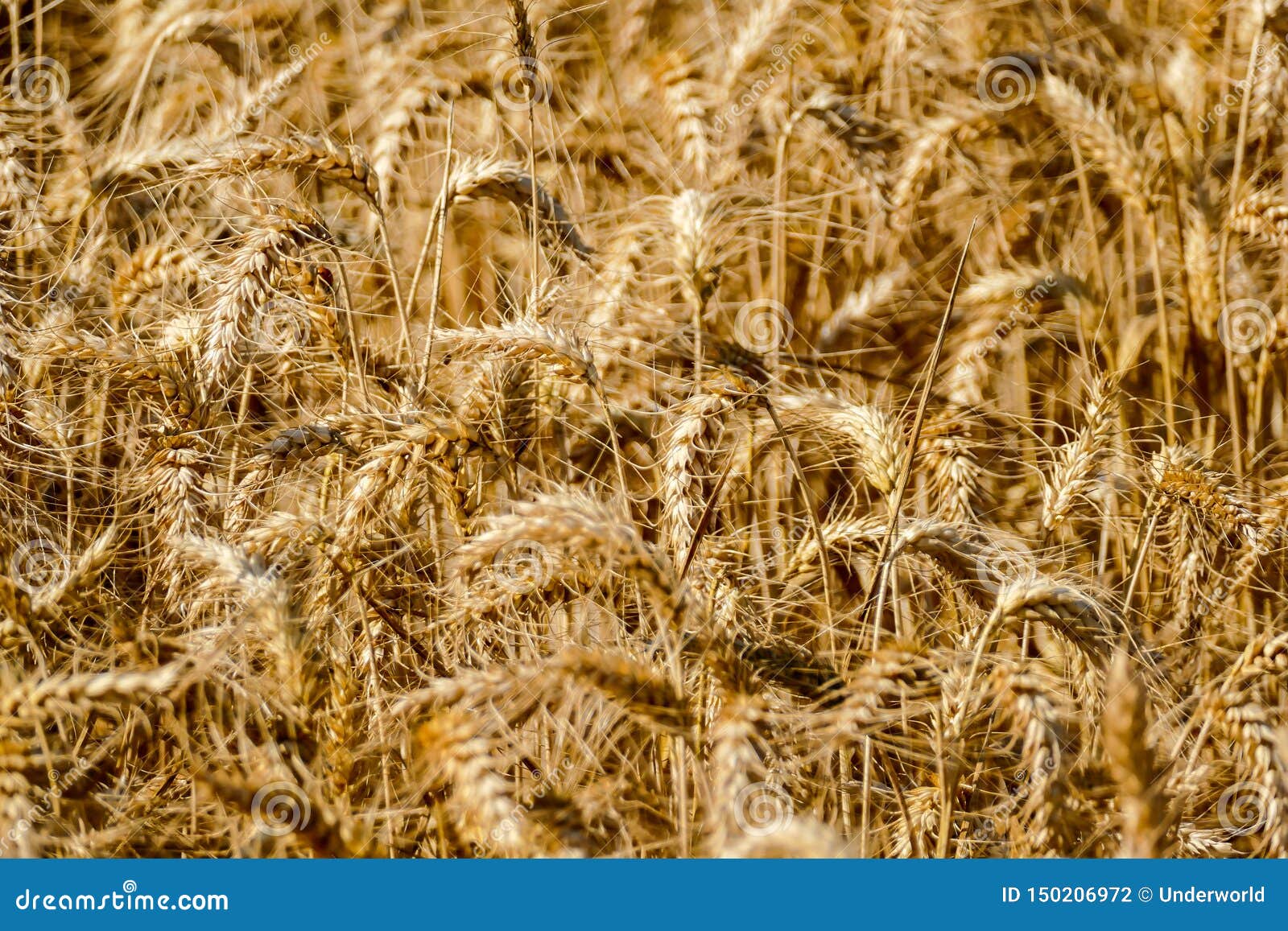 Harvest of Wheat Texture of Wheat Stock Illustration - Illustration of ...
