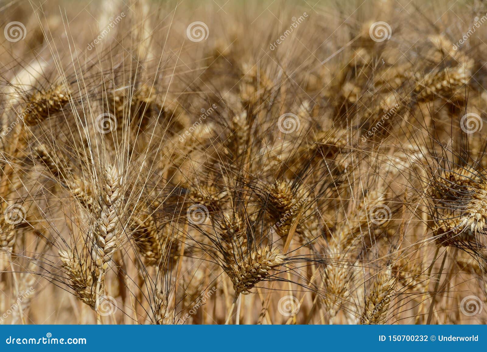 Harvest of Wheat Texture of Wheat Stock Illustration - Illustration of ...