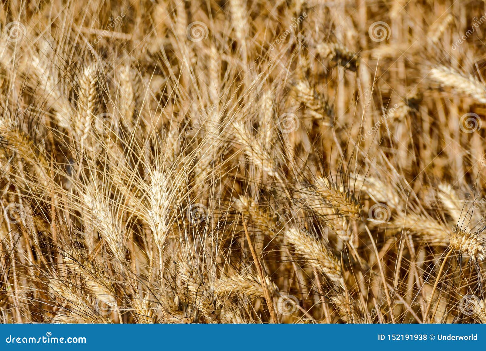 Harvest of Wheat Texture of Wheat Stock Illustration - Illustration of ...