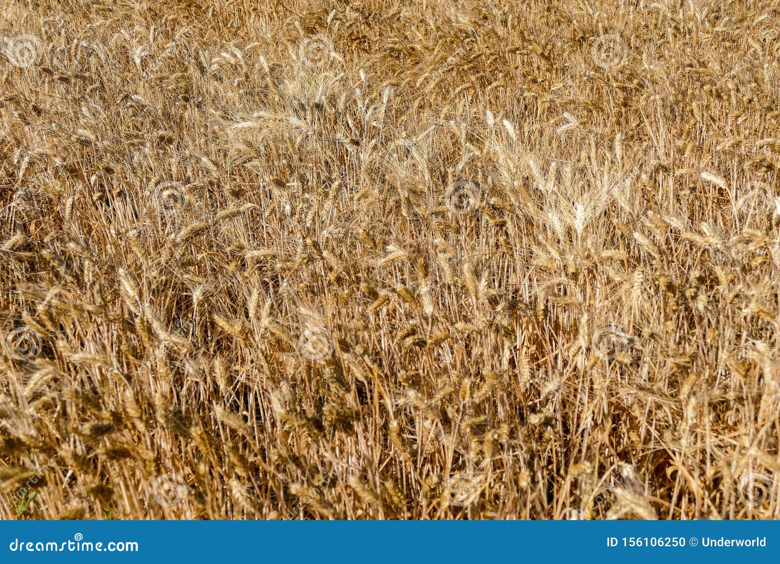 Harvest of Wheat Texture of Wheat Stock Photo - Image of horizontal ...