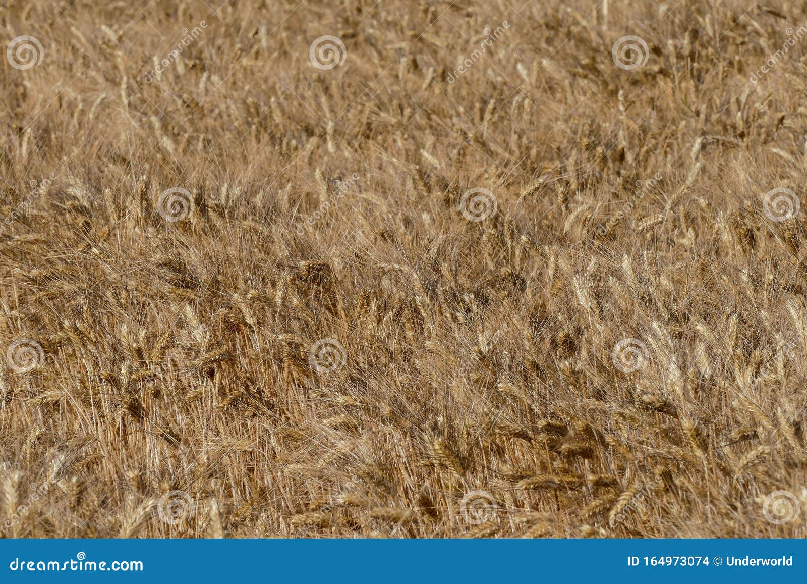 Harvest of Wheat Texture of Wheat Stock Photo - Image of field, crop ...