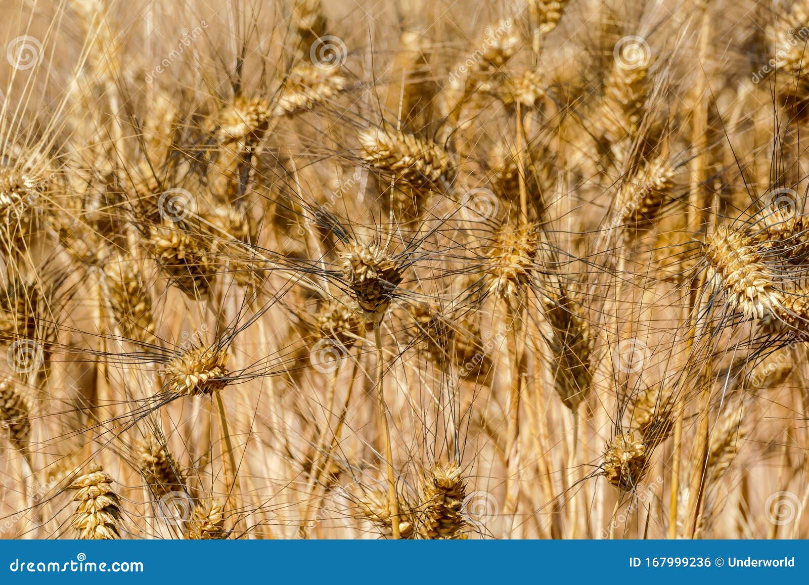 Harvest of Wheat Texture of Wheat Stock Illustration - Illustration of ...