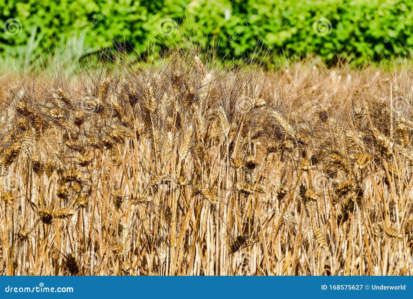 Harvest of Wheat Texture of Wheat Stock Image - Image of textured ...