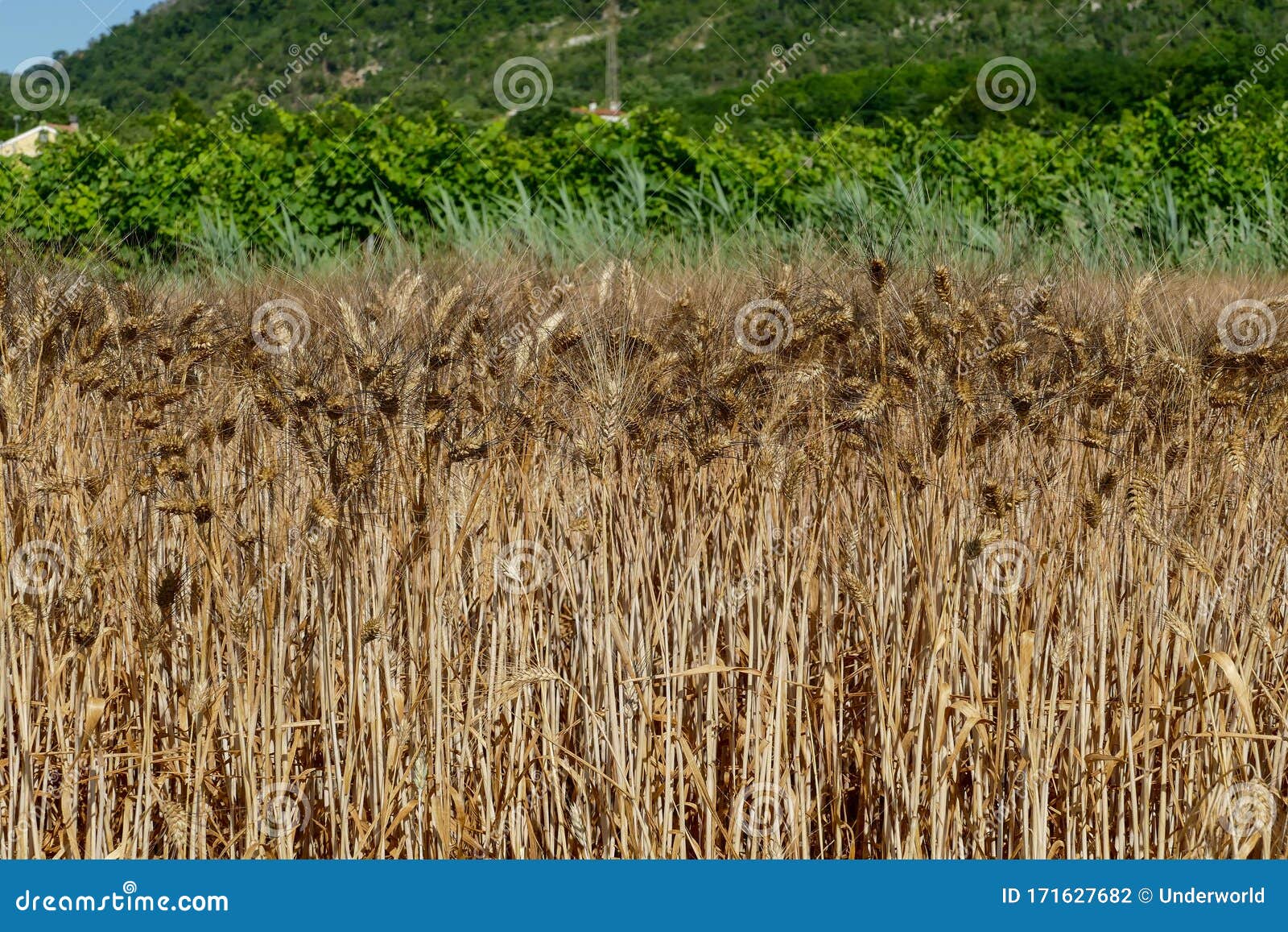 Harvest of Wheat Texture of Wheat Stock Photo - Image of countryside ...