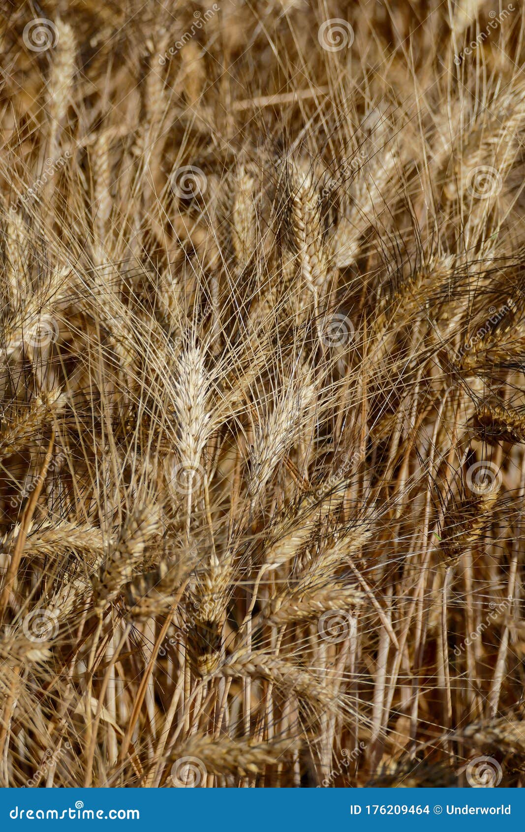 Harvest of Wheat Texture of Wheat Stock Photo - Image of farming ...