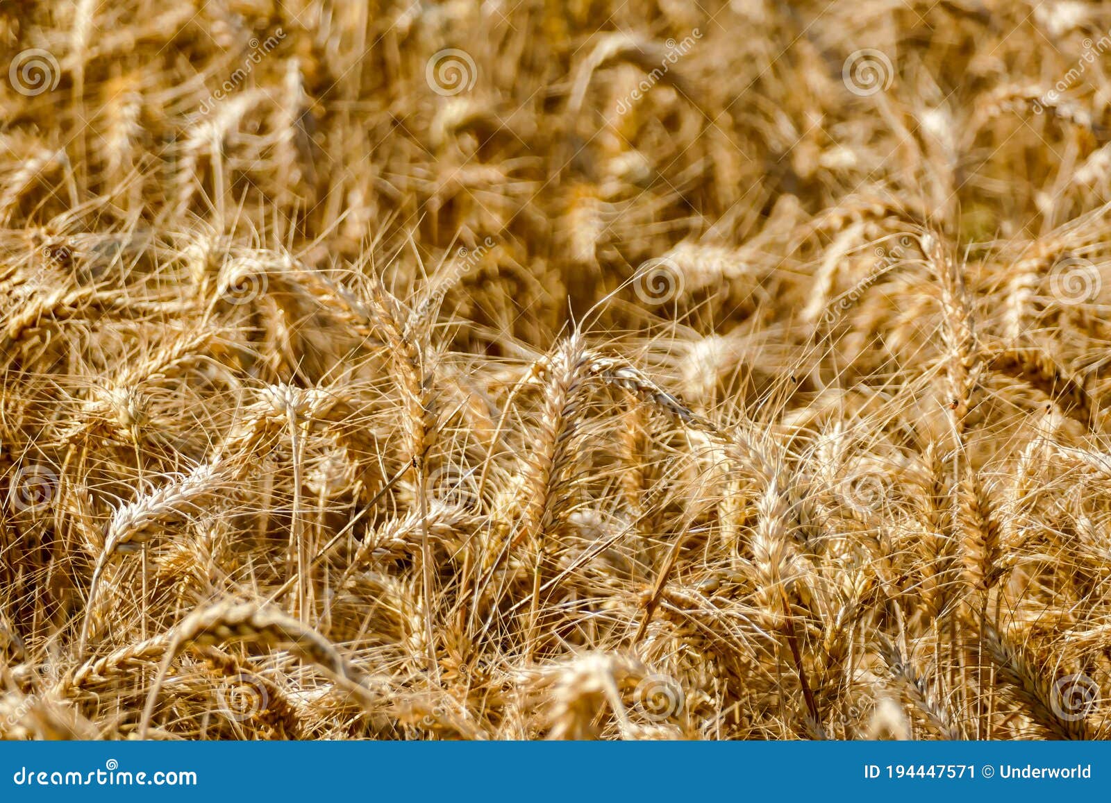 Harvest of Wheat Texture of Wheat Stock Image - Image of plant, summer ...