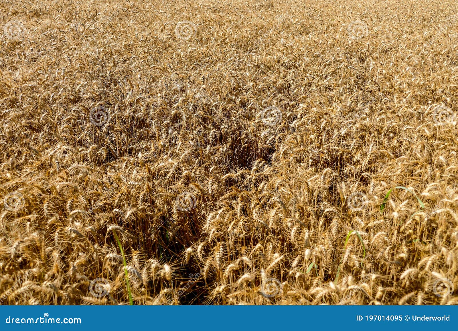 Harvest of Wheat Texture of Wheat Stock Image - Image of country ...