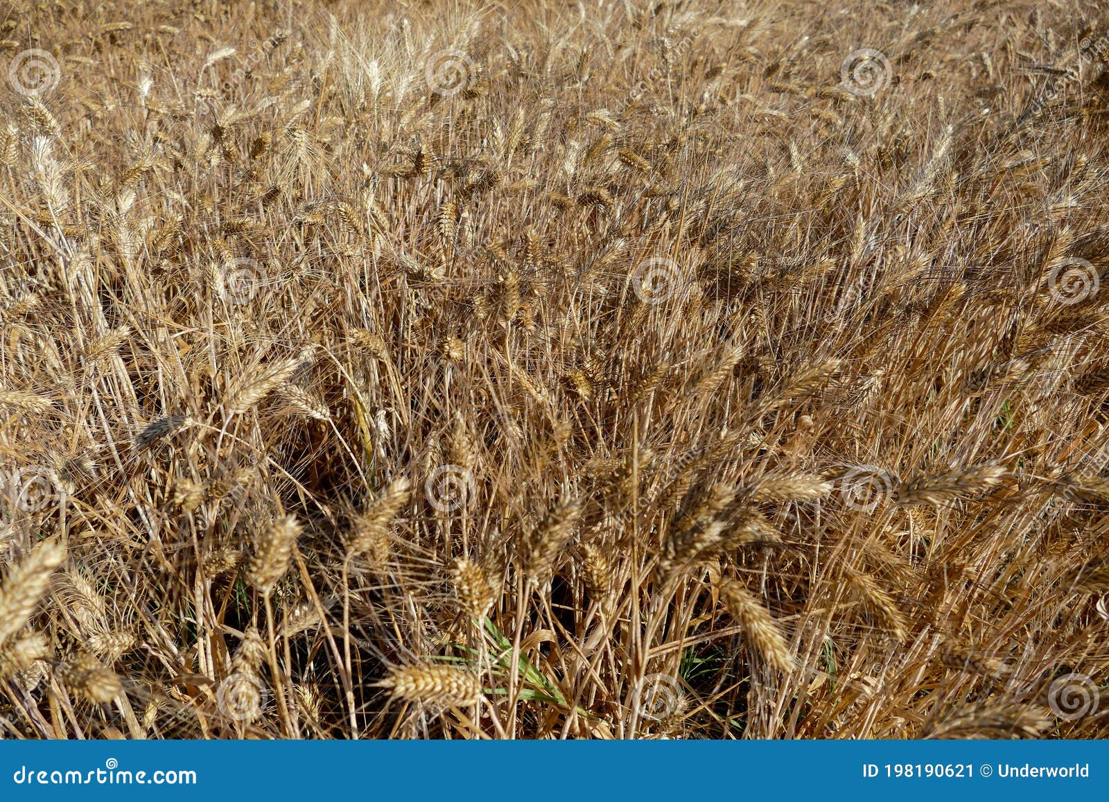 Harvest of Wheat Texture of Wheat Stock Image - Image of background ...
