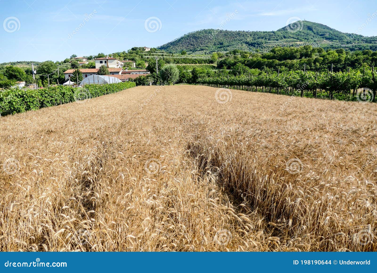 Harvest of Wheat Texture of Wheat Stock Photo - Image of abstract ...