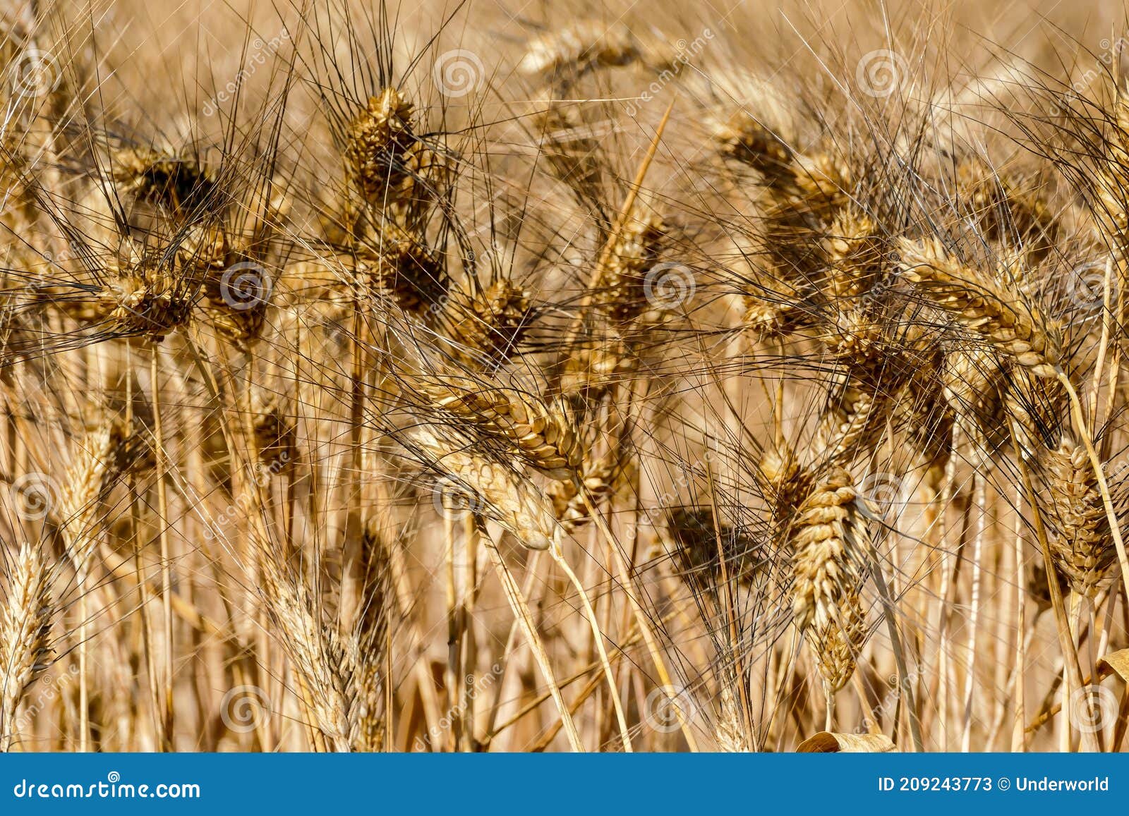 Harvest of Wheat Texture of Wheat Stock Image - Image of country, field ...