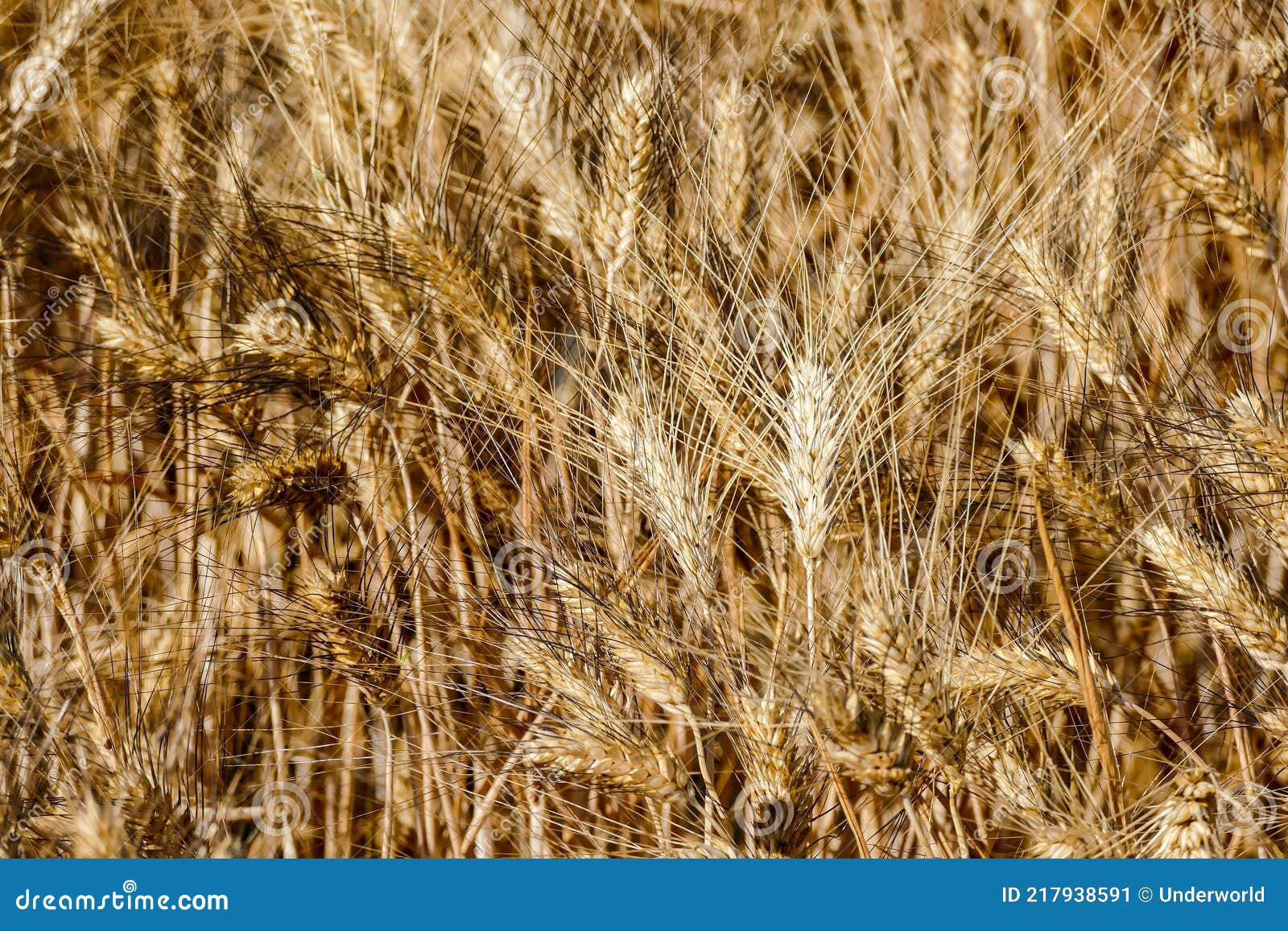 Wheat Texture Background