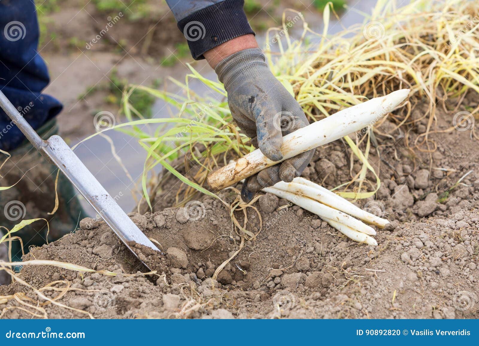 Harvest White Asparagus from the Field Stock Photo - Image of labor ...