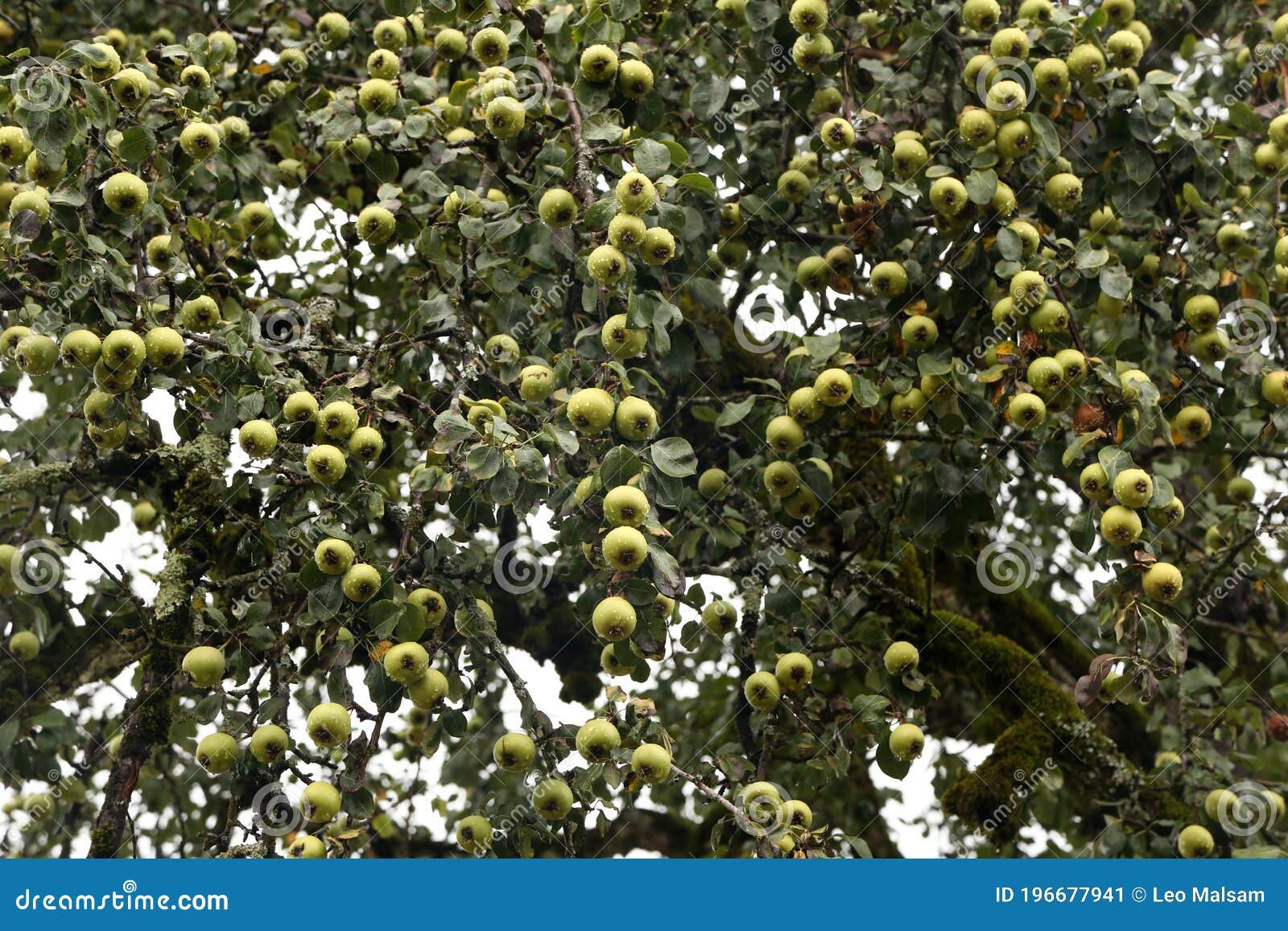 Green Wild Pear Fruit High on the Tree Stock Image - Image of high ...