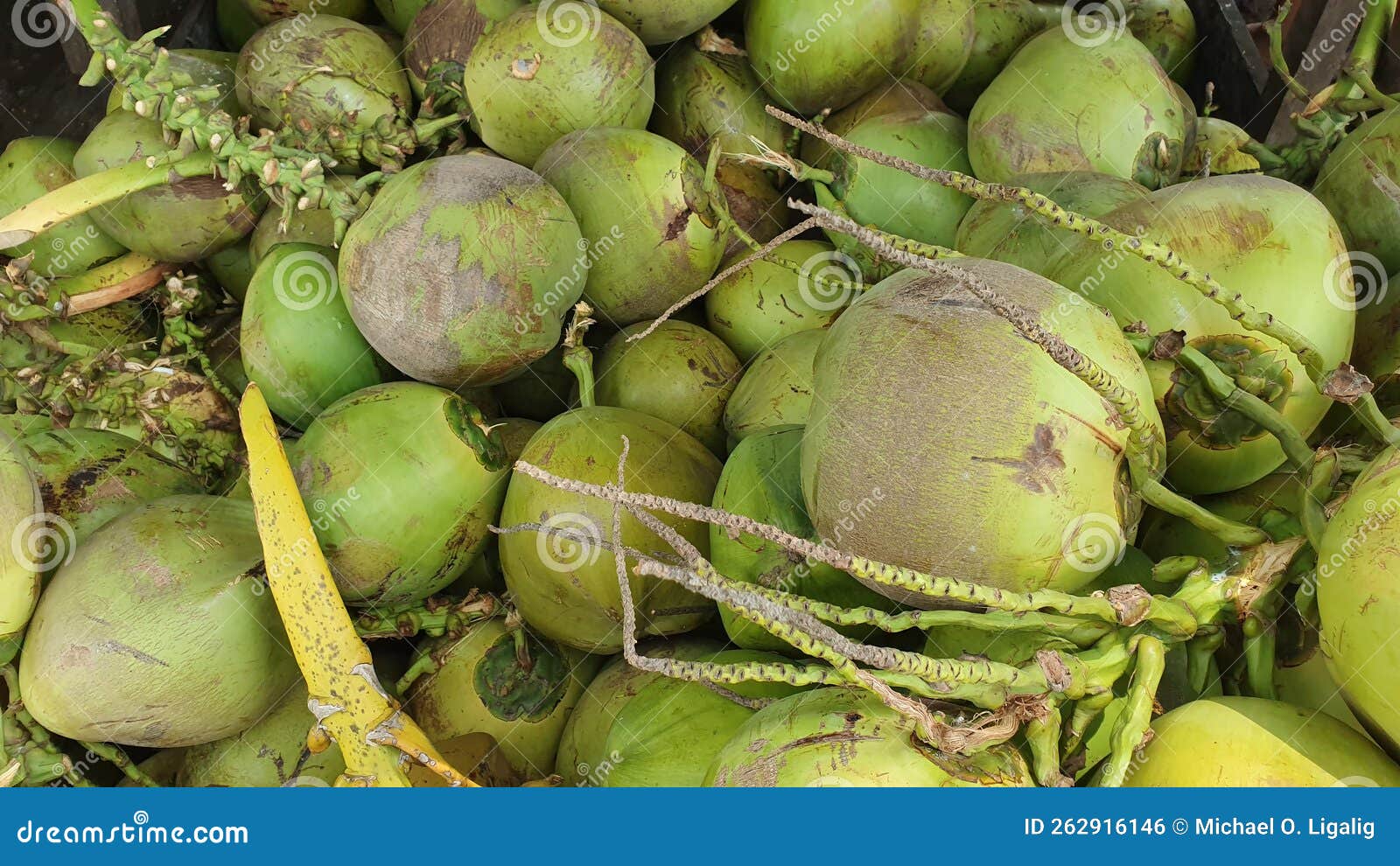 Harvest of Young Green Coco Ftuits Stock Photo - Image of harvest ...