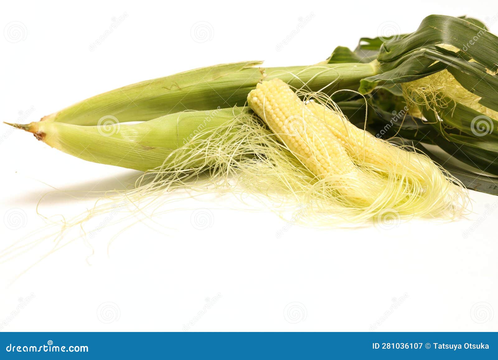 Harvested Baby Corns Isolated on a White Background Stock Image - Image ...