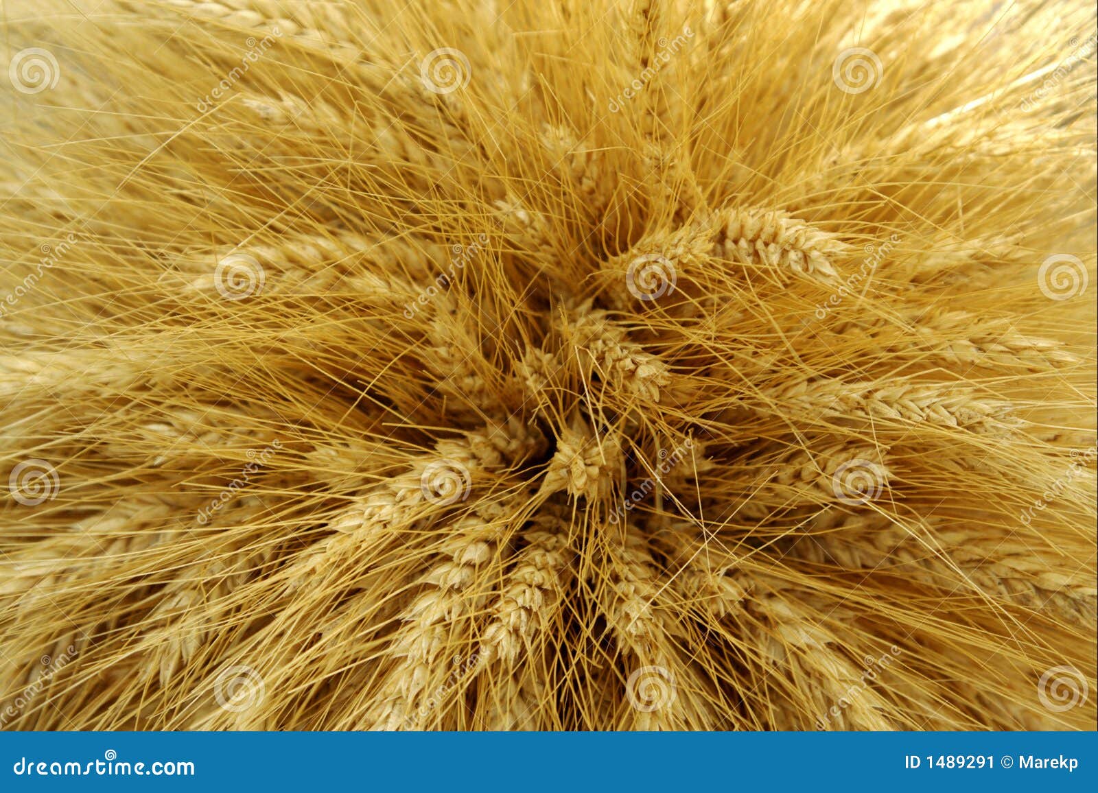 Harvested barley stock image. Image of food, kernel, pure - 1489291