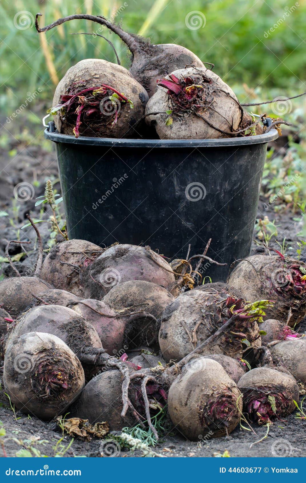 Harvested Beets Against the Background of the Bucket Stock Image ...