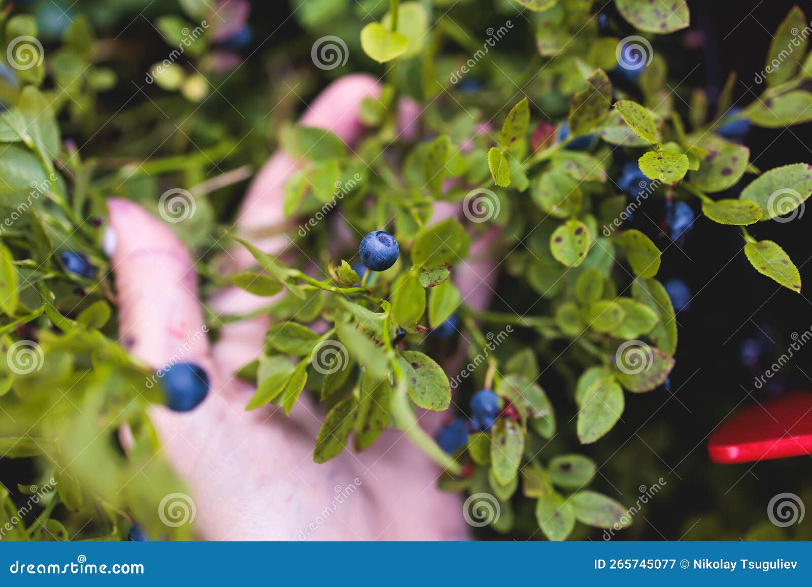 Harvested Berries Process Of Collecting Harvesting And Picking