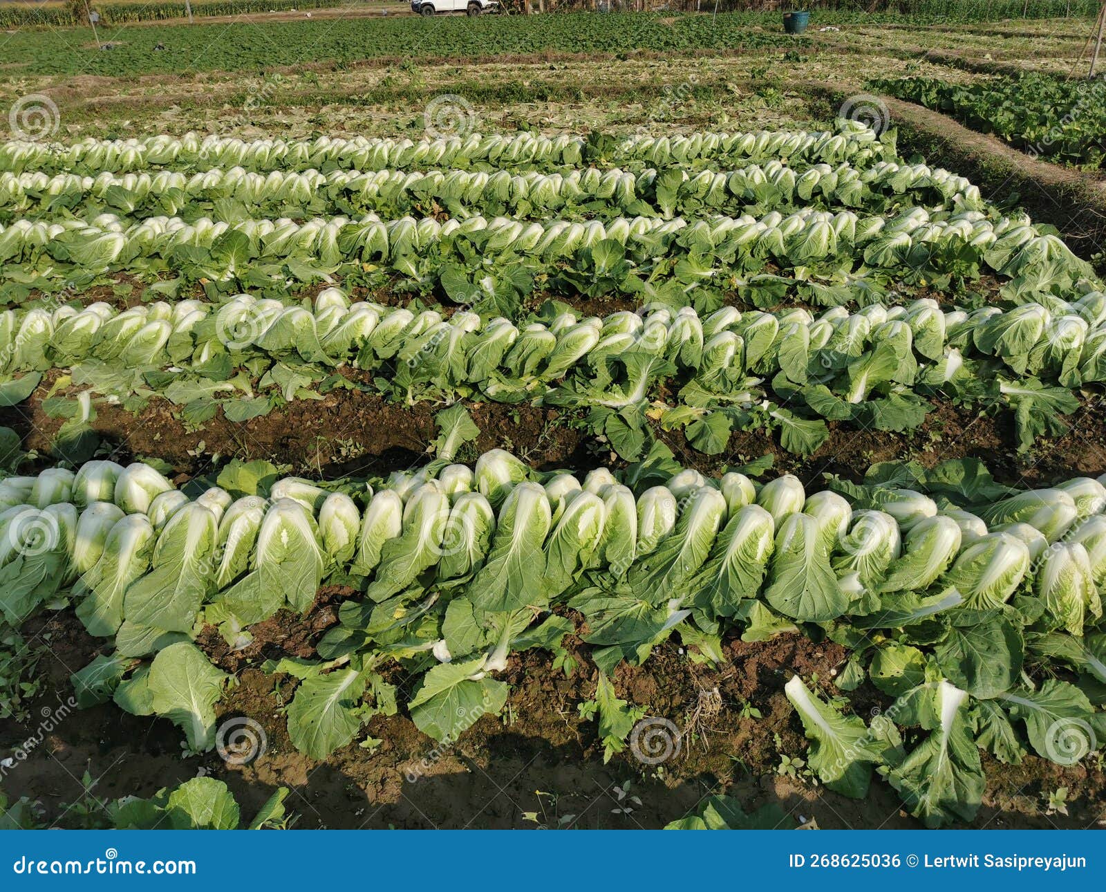 Harvested Chinese Cabbage Field on Farm Stock Photo - Image of harvest ...
