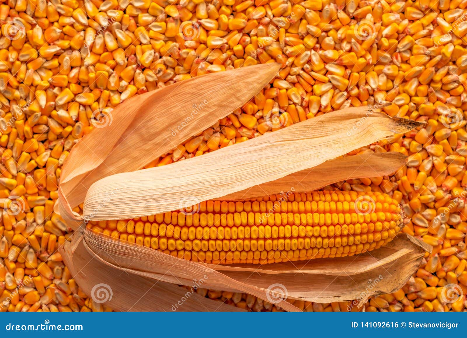 Harvested Corn Cob and Seed Kernels Stock Photo - Image of agriculture ...