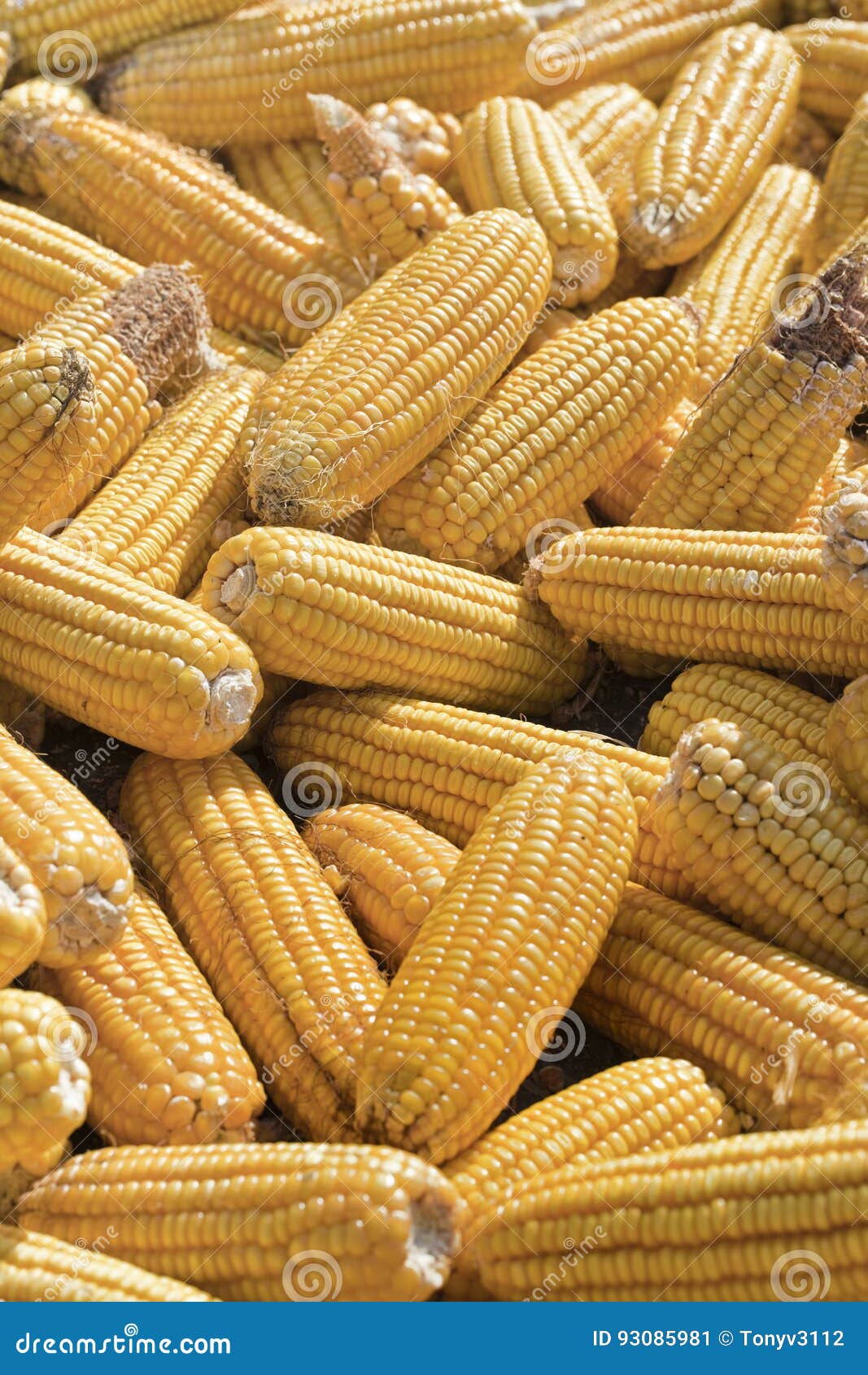 Harvested Corn Cobs Drying in the Sun Stock Image - Image of drying ...