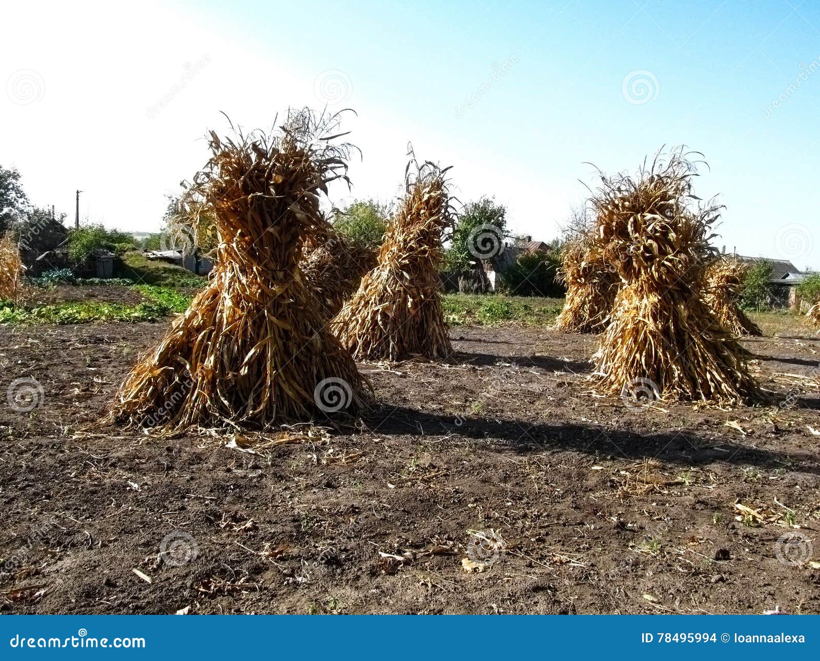 Harvested corn crop stock photo. Image of depressed, grain - 78495994
