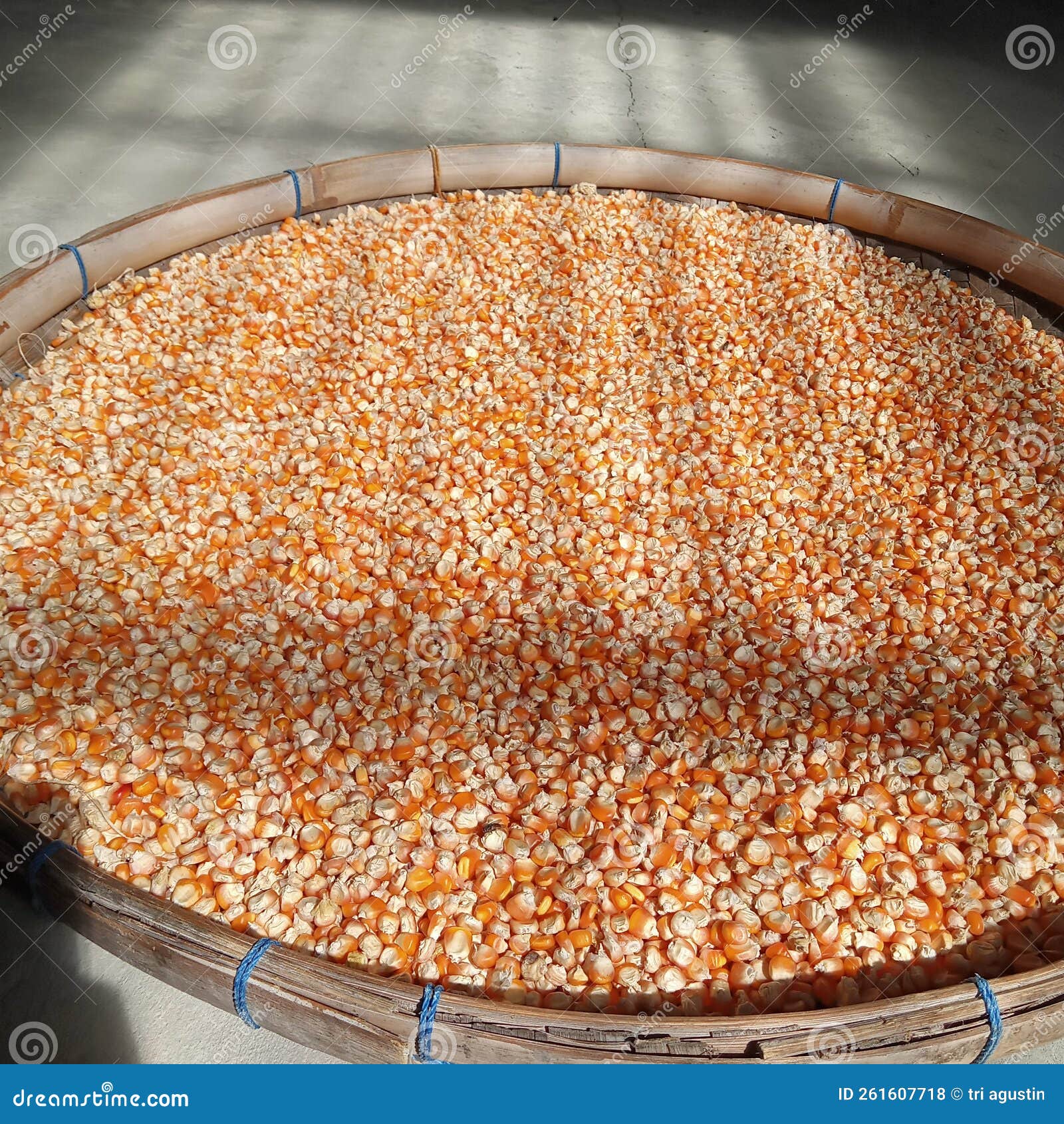 Harvested Corn that is Dried in Bamboo Winnowing Stock Photo - Image of ...