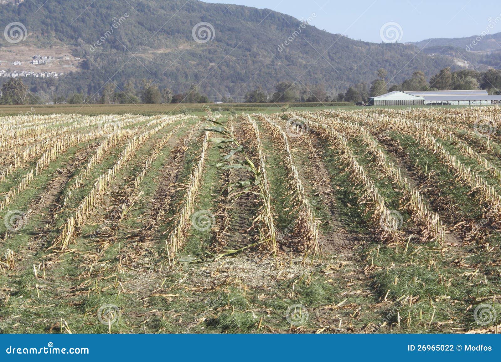 Harvested Corn Field stock photo. Image of cobs, acre - 26965022