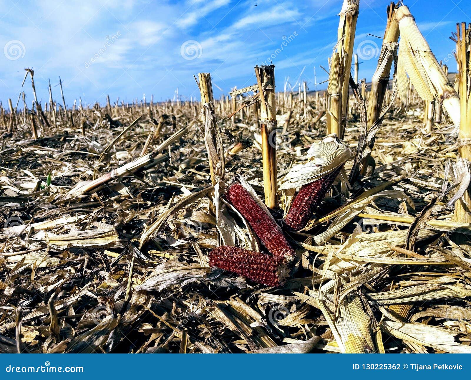 Harvested corn field stock photo. Image of gold, autumn - 130225362