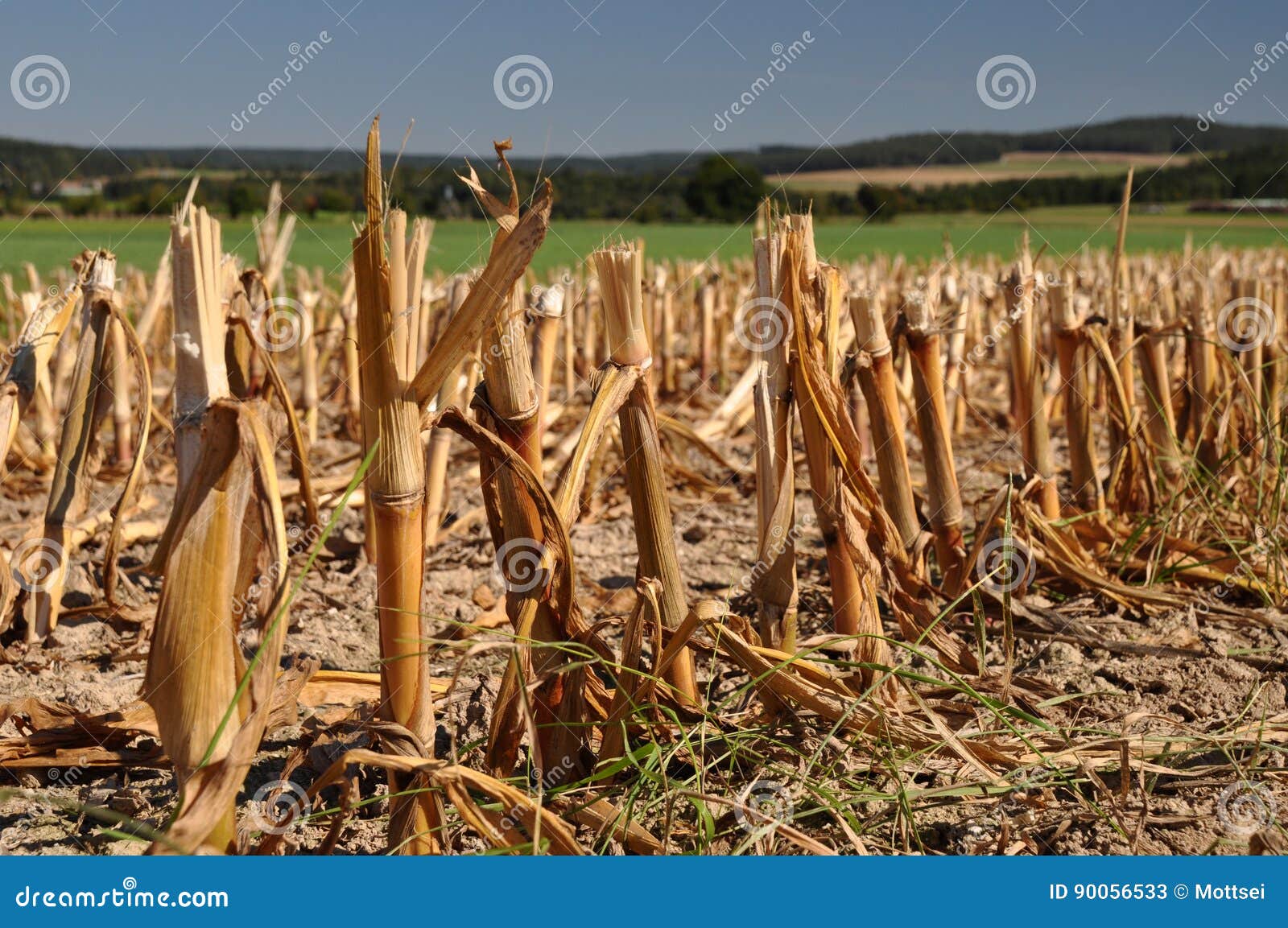 Harvested corn field stock image. Image of cornfield - 90056533