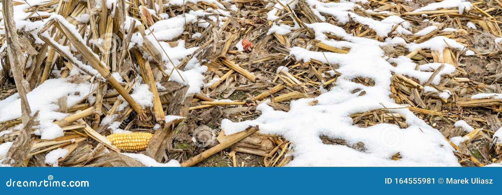 Harvested Corn Field in Fall Scenery Stock Image - Image of agriculture ...