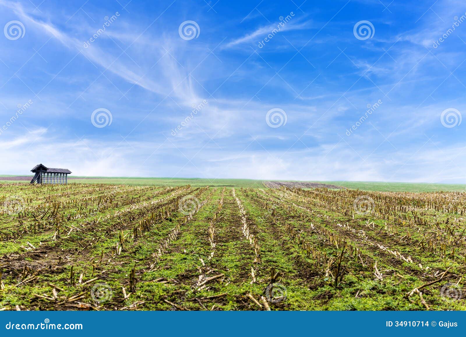 Harvested corn field stock photo. Image of countryside - 34910714