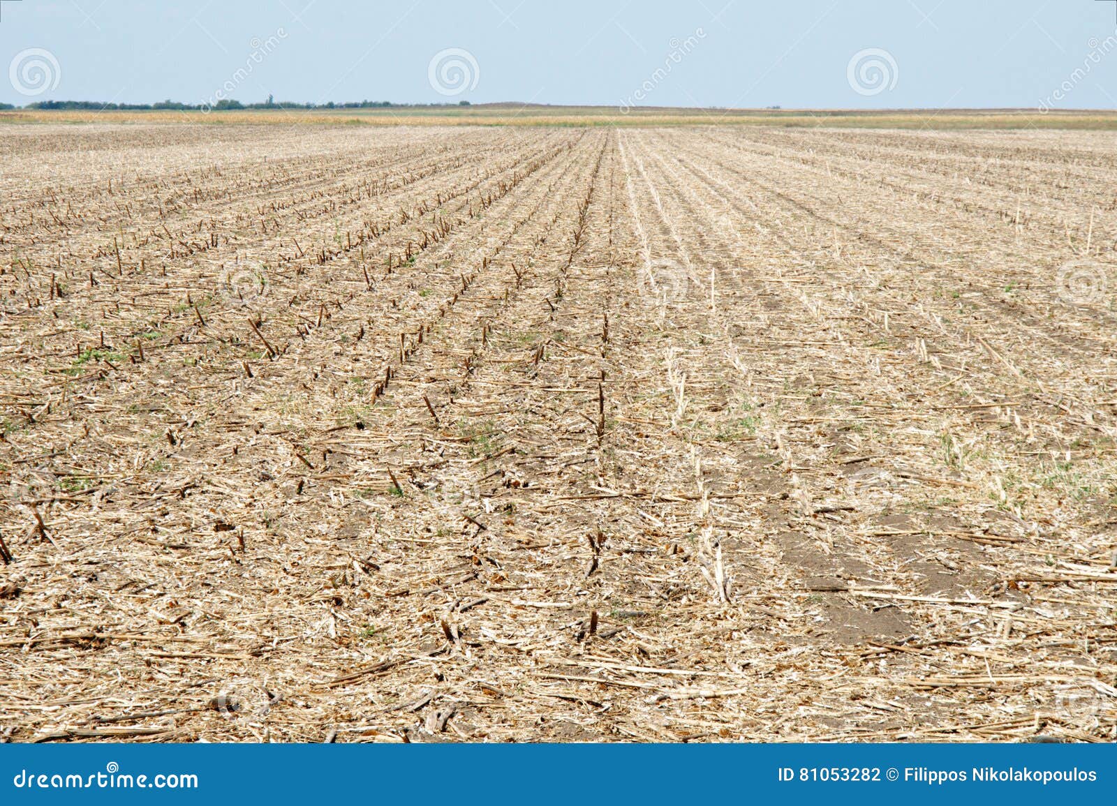 Harvested corn field stock photo. Image of empty, draught - 81053282