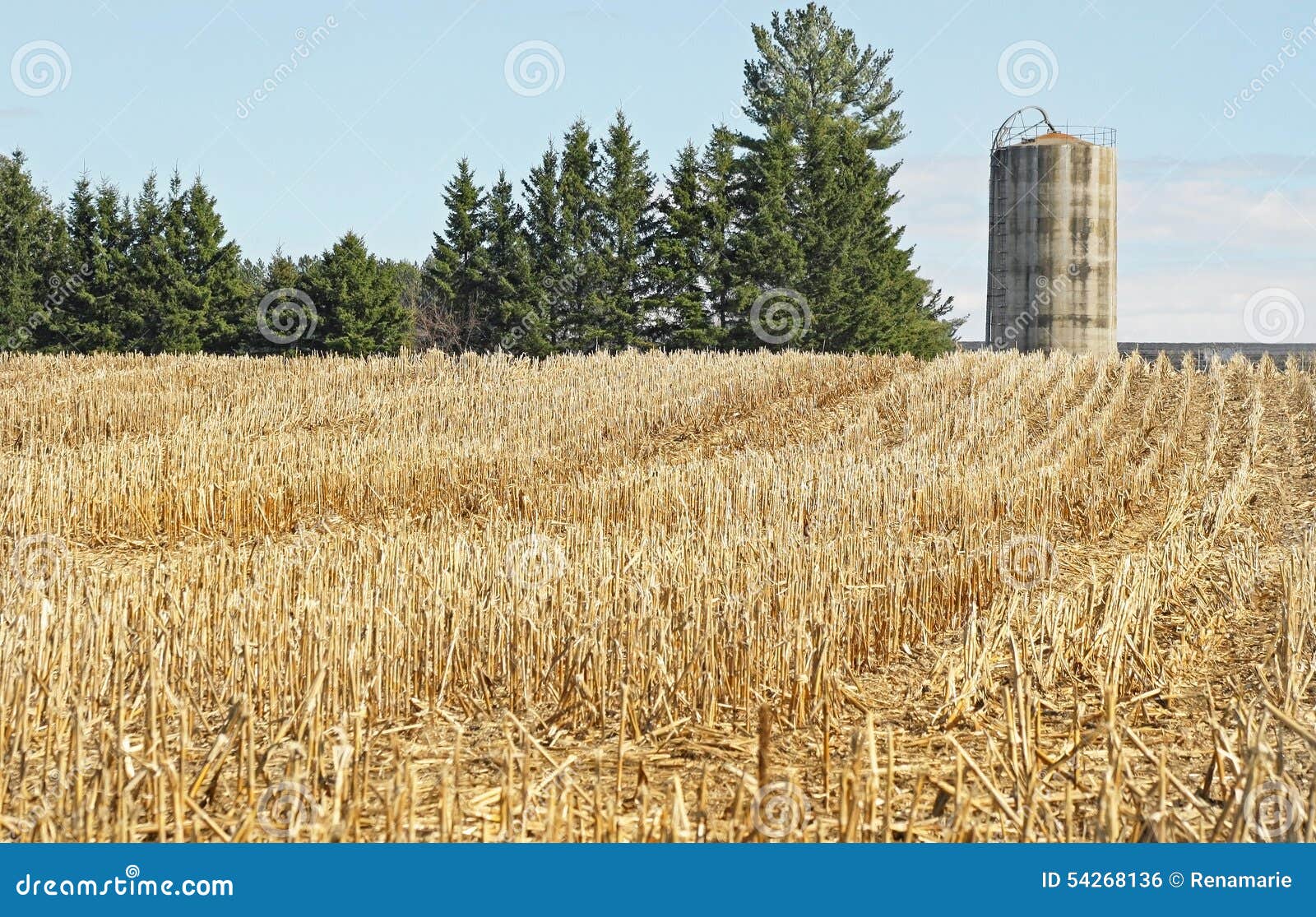 Harvested Corn Field with Silo in Background Stock Photo - Image of ...