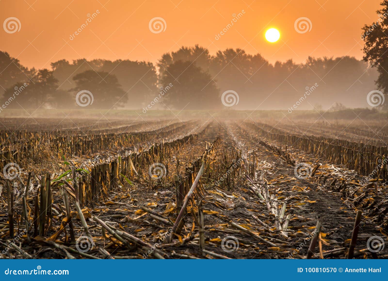 Harvested Corn Field at Sunrise Stock Photo - Image of botanical ...